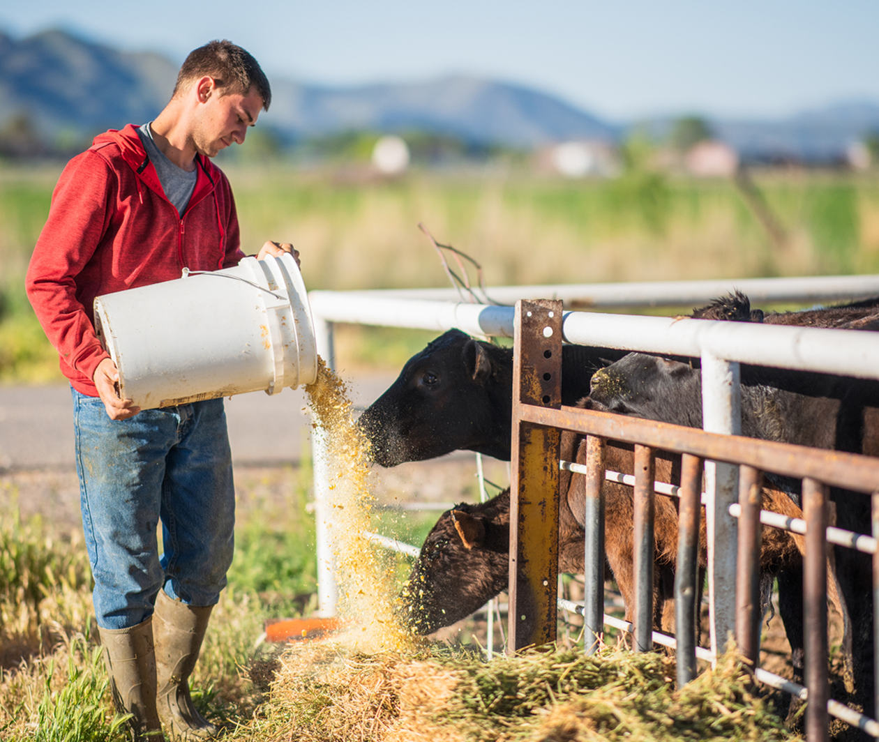 Cattle Feed Price List Cattle Feed Supplements Suppliers India
